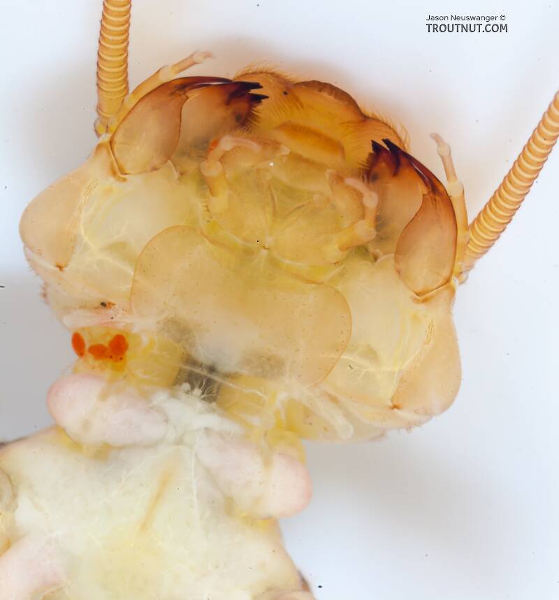 Isogenoides hansoni (Appalachian Springfly) Stonefly Nymph Pictures