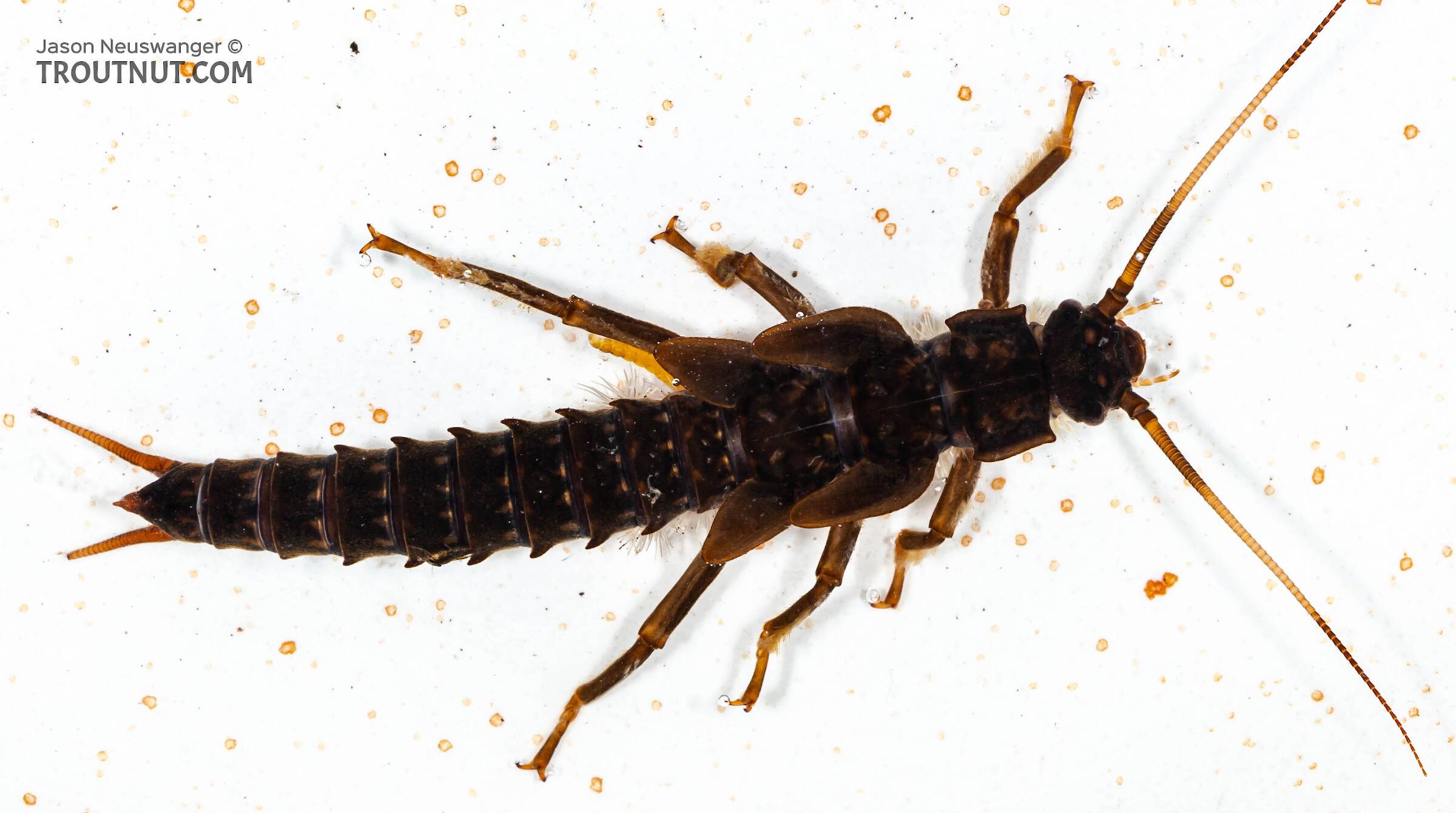 Pteronarcys proteus (Salmonfly) Stonefly Nymph Pictures