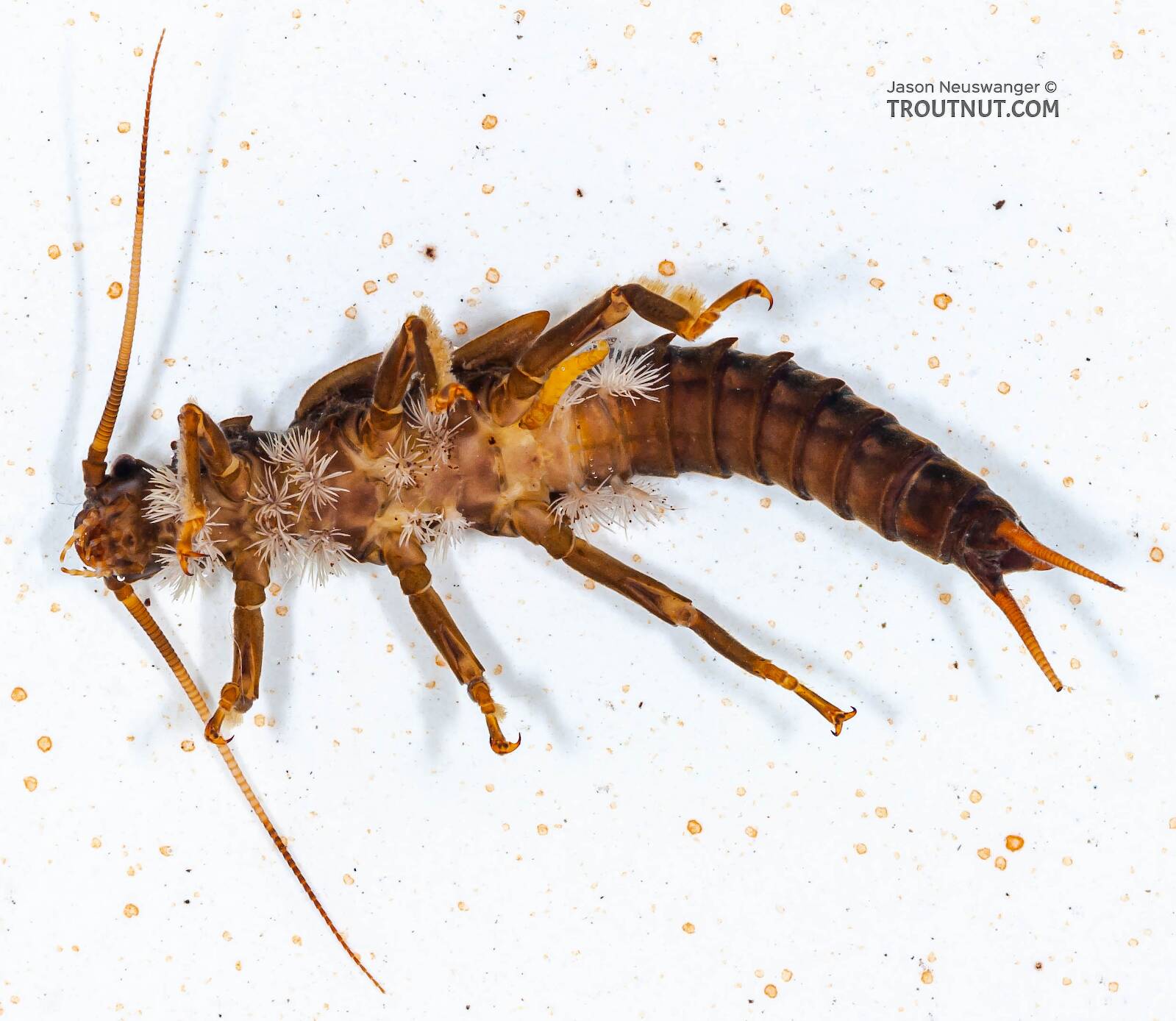 Pteronarcys proteus (Salmonfly) Stonefly Nymph Pictures