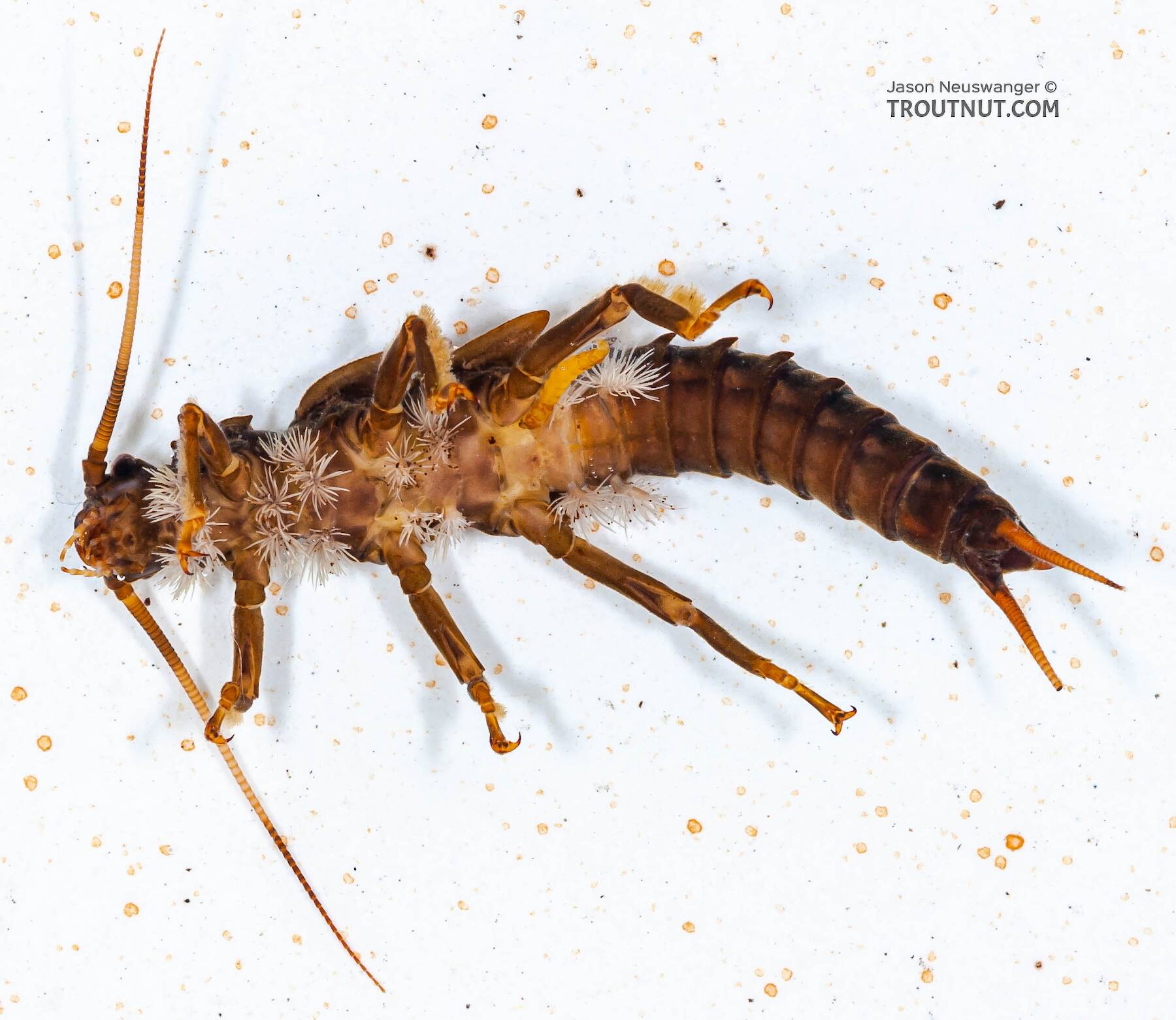 Pteronarcys proteus (Salmonfly) Stonefly Nymph Pictures