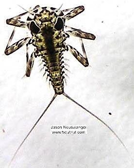 Epeorus vitreus (Sulphur) Mayfly Nymph Pictures