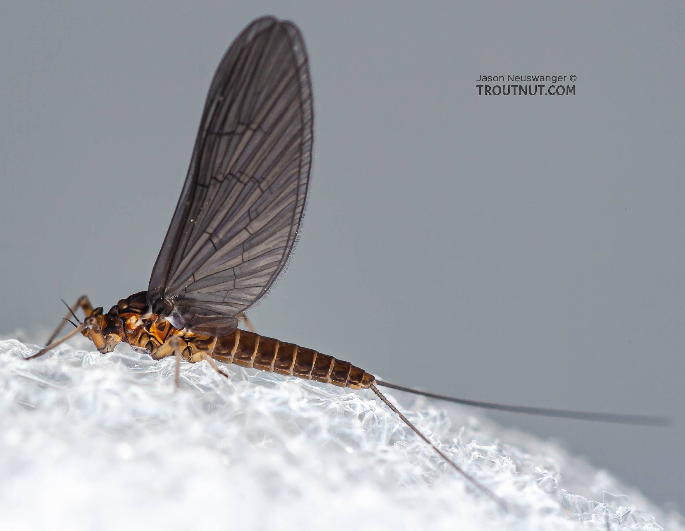 Mayfly Genus Baetis (Blue-Winged Olives)