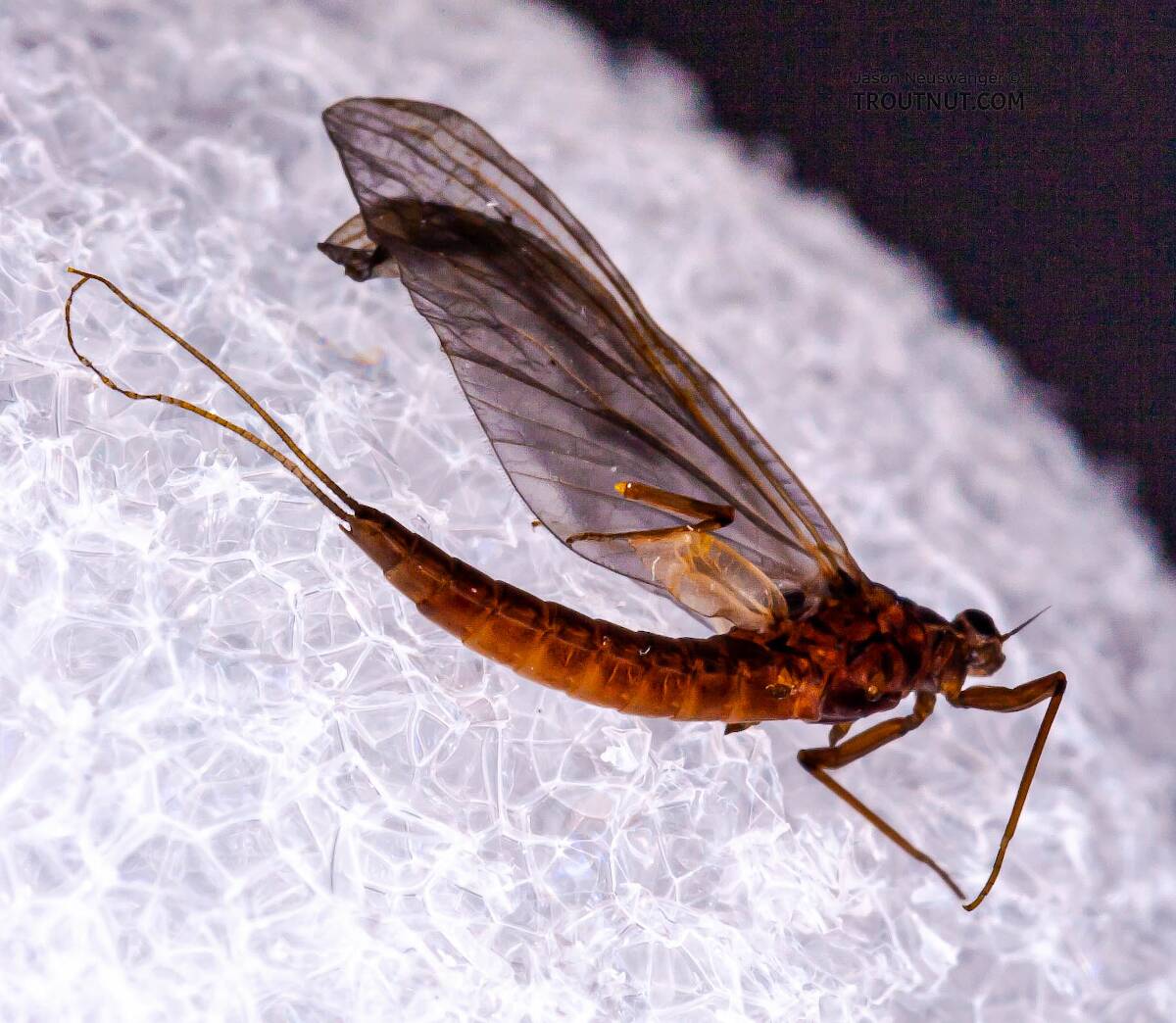 Female Paraleptophlebia (Blue Quills and Mahogany Duns) Mayfly Dun Pictures