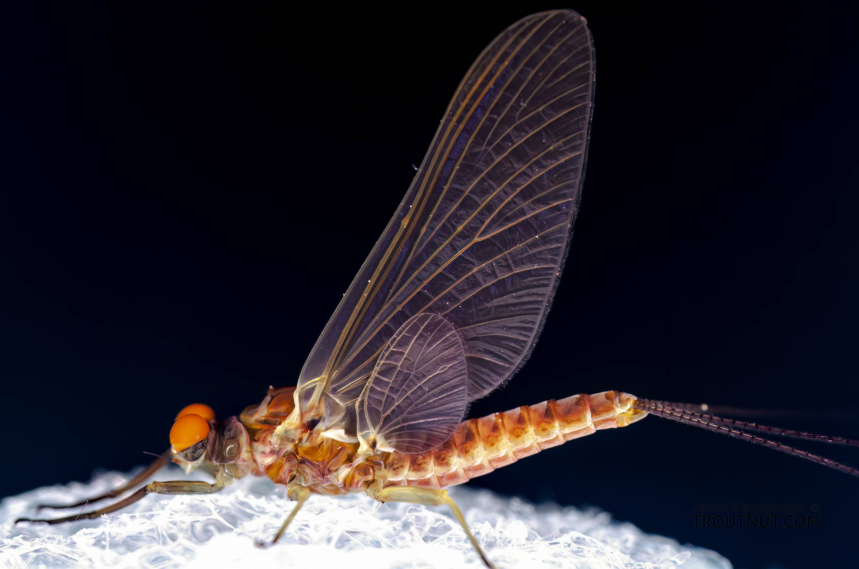 Mayfly Species Ephemerella subvaria (Hendricksons)