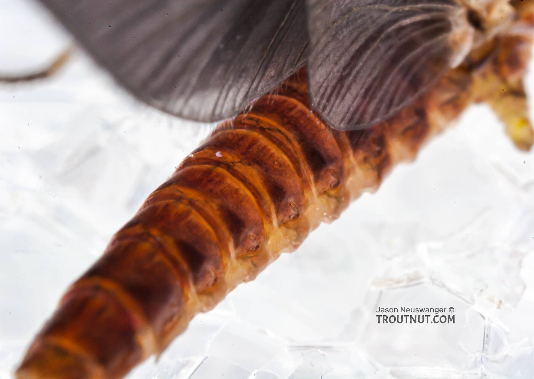 Male Ephemerella subvaria (Hendrickson) Mayfly Dun Pictures