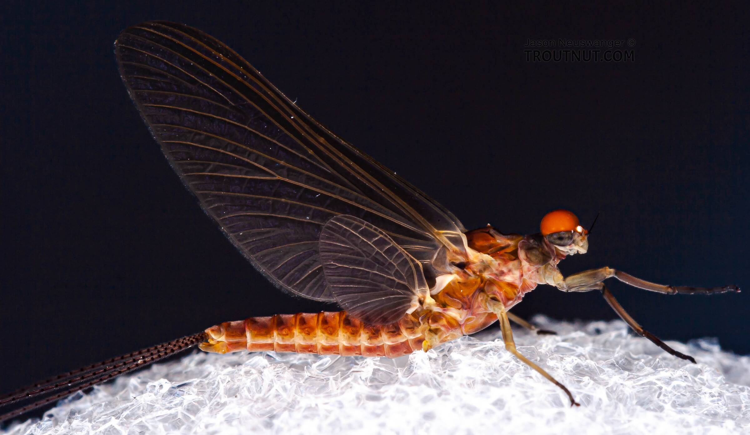 Male Ephemerella subvaria (Hendrickson) Mayfly Dun Pictures