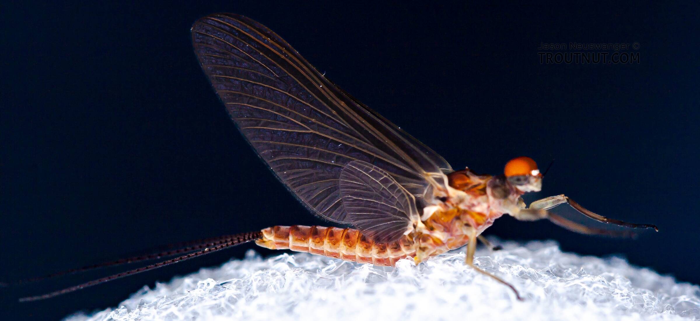 Male Ephemerella subvaria (Hendrickson) Mayfly Dun Pictures
