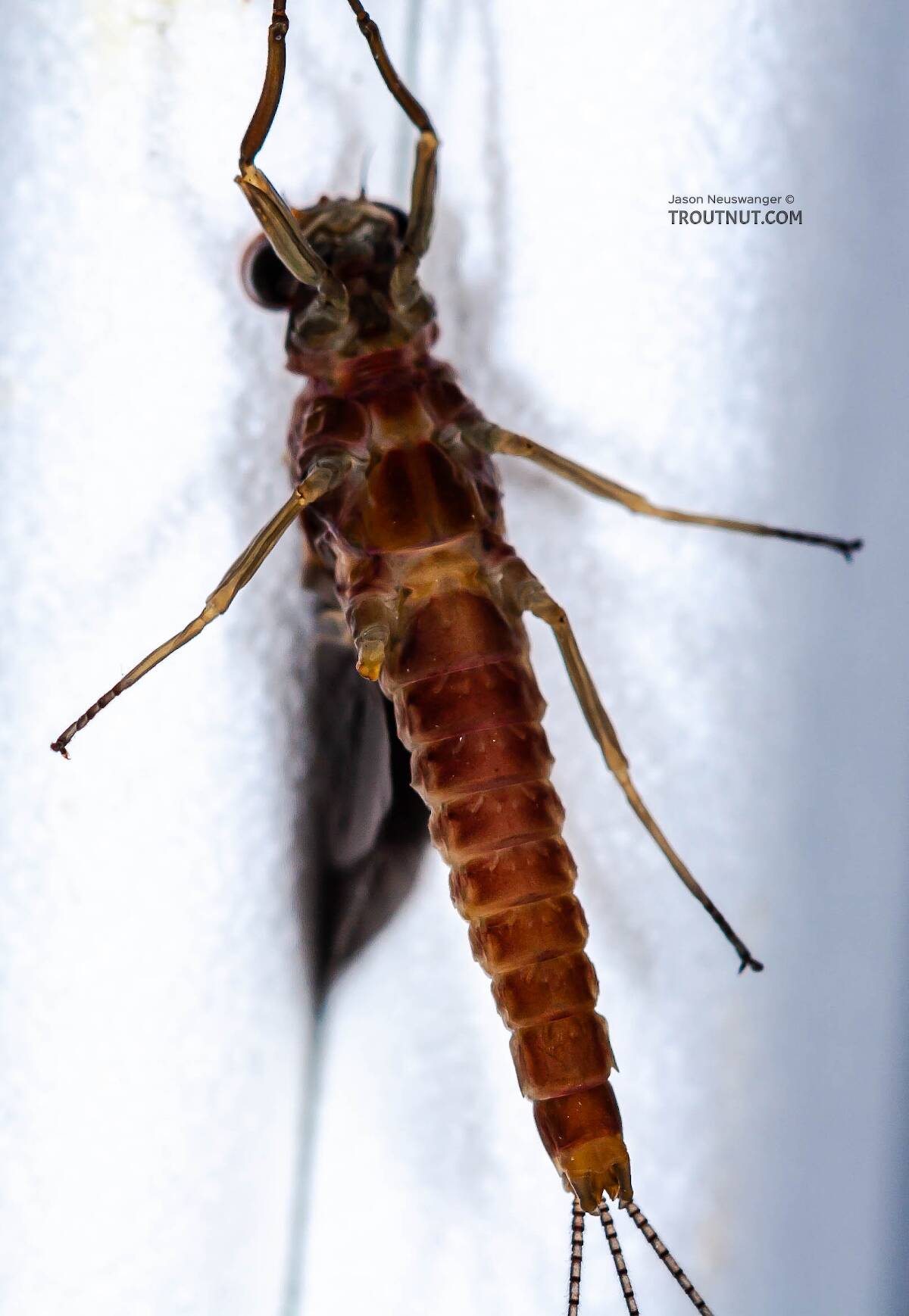 Male Ephemerella subvaria (Hendrickson) Mayfly Dun Pictures
