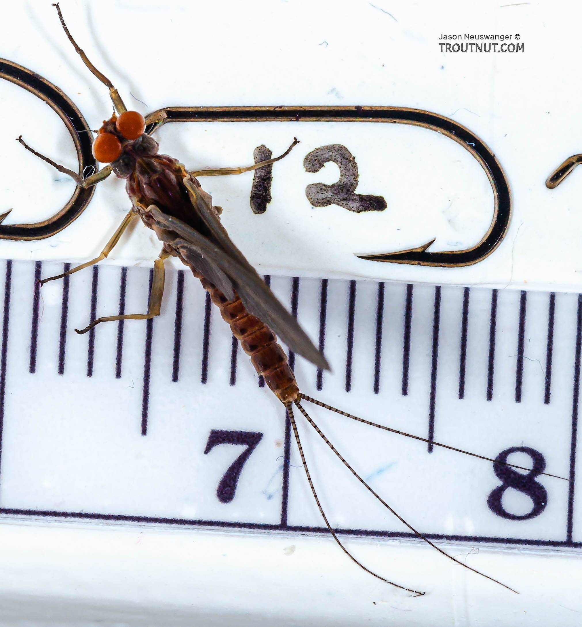 Male Ephemerella subvaria (Hendrickson) Mayfly Dun Pictures