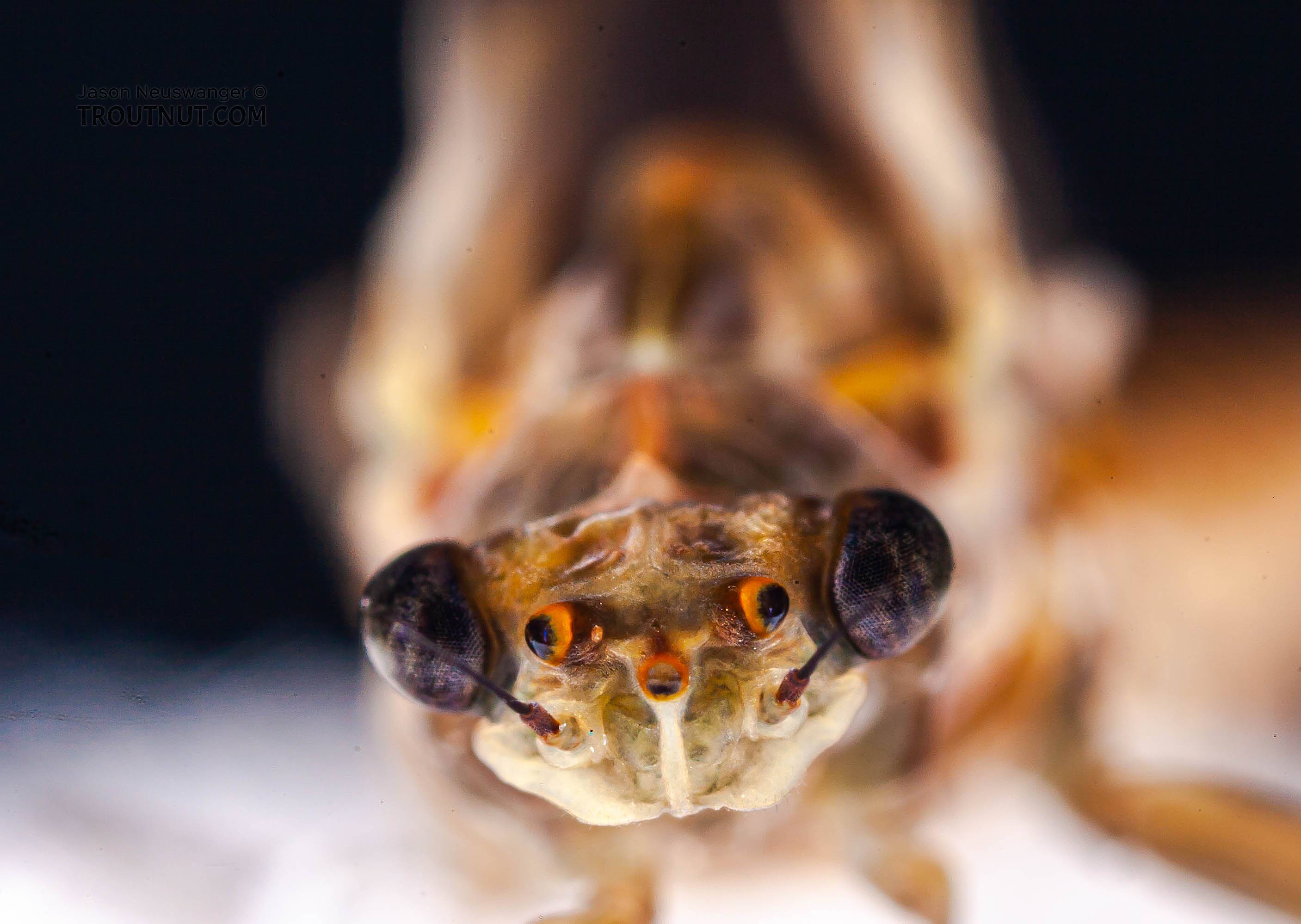 Female Ephemerella subvaria (Hendrickson) Mayfly Dun Pictures