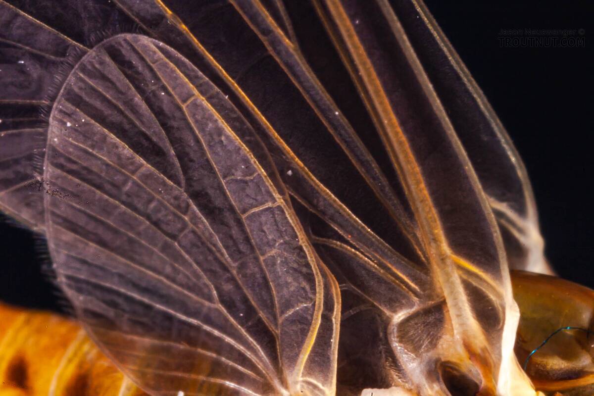 Female Ephemerella subvaria (Hendrickson) Mayfly Dun Pictures