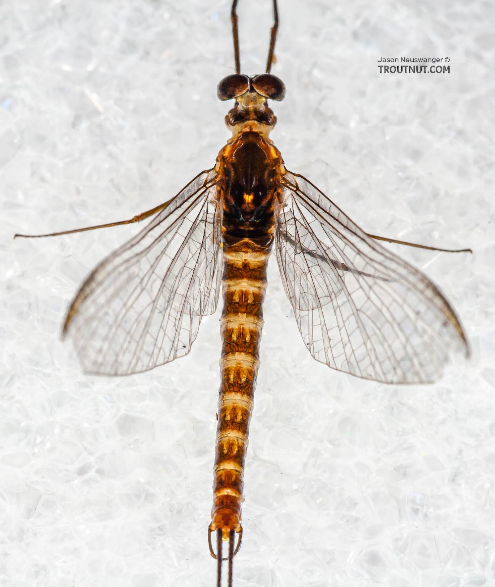 Male Epeorus pleuralis (Quill Gordon) Mayfly Spinner Pictures