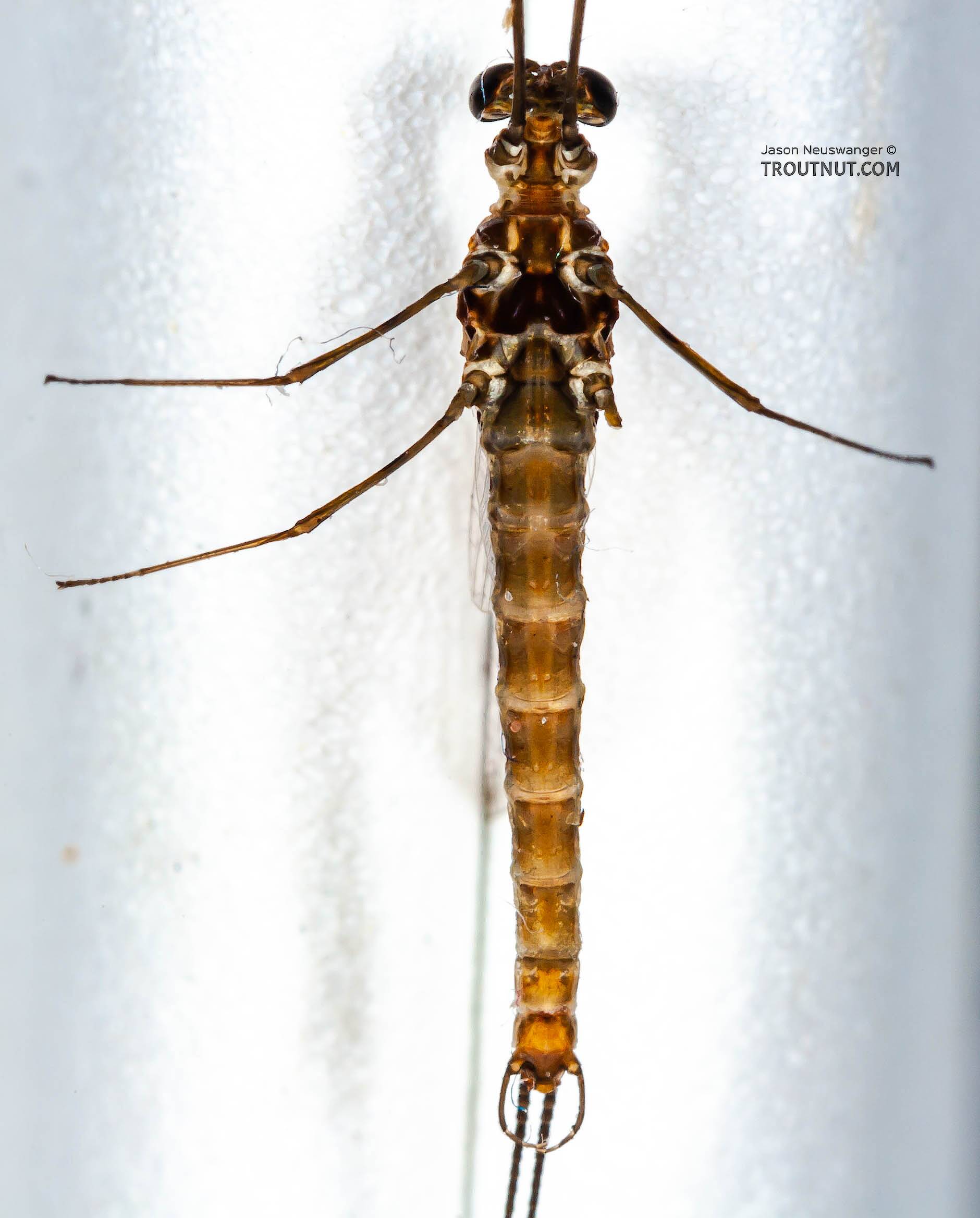 Male Epeorus pleuralis (Quill Gordon) Mayfly Spinner Pictures