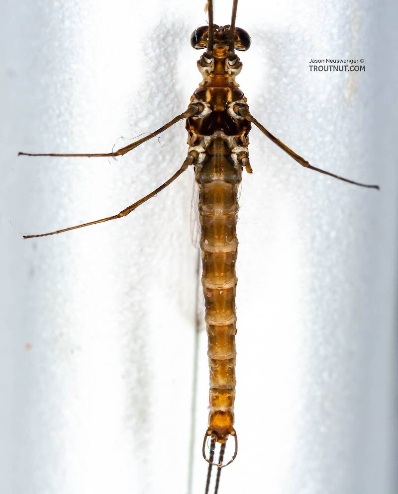 Male Epeorus pleuralis (Quill Gordon) Mayfly Spinner Pictures