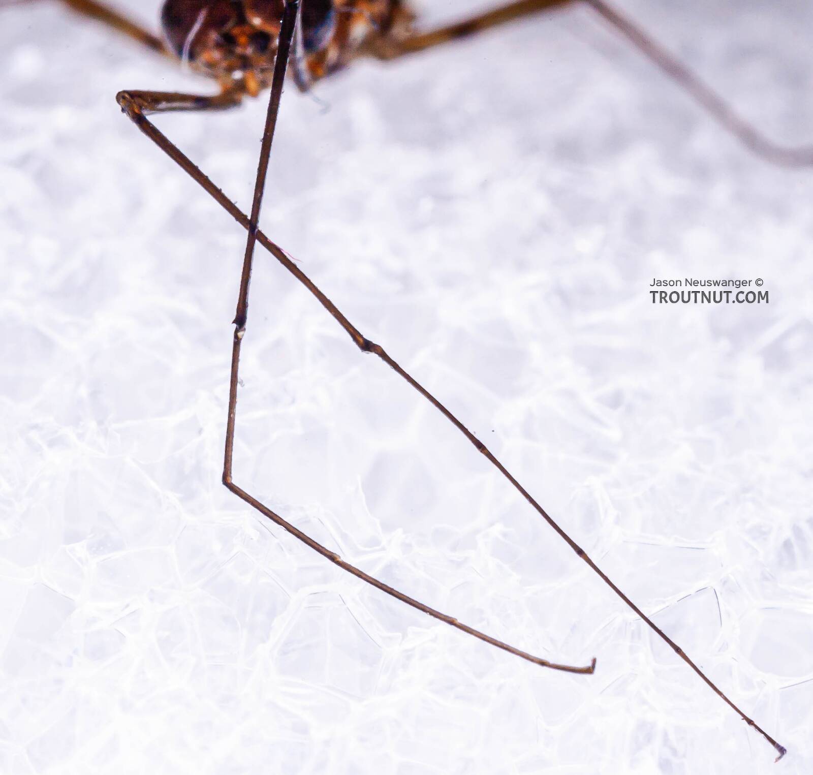 Male Epeorus pleuralis (Quill Gordon) Mayfly Spinner Pictures