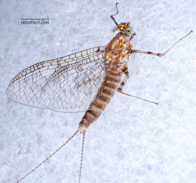 Female Stenonema (March Browns and Cahills) Mayfly Spinner Pictures