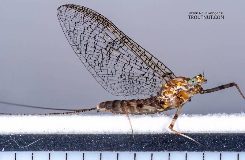 Female Stenonema (March Browns and Cahills) Mayfly Spinner Pictures