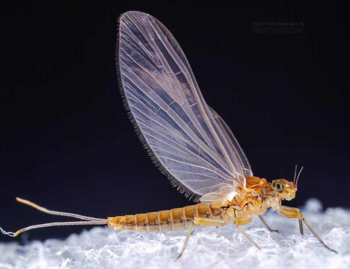 Female Baetis (Blue-Winged Olive) Mayfly Dun Pictures