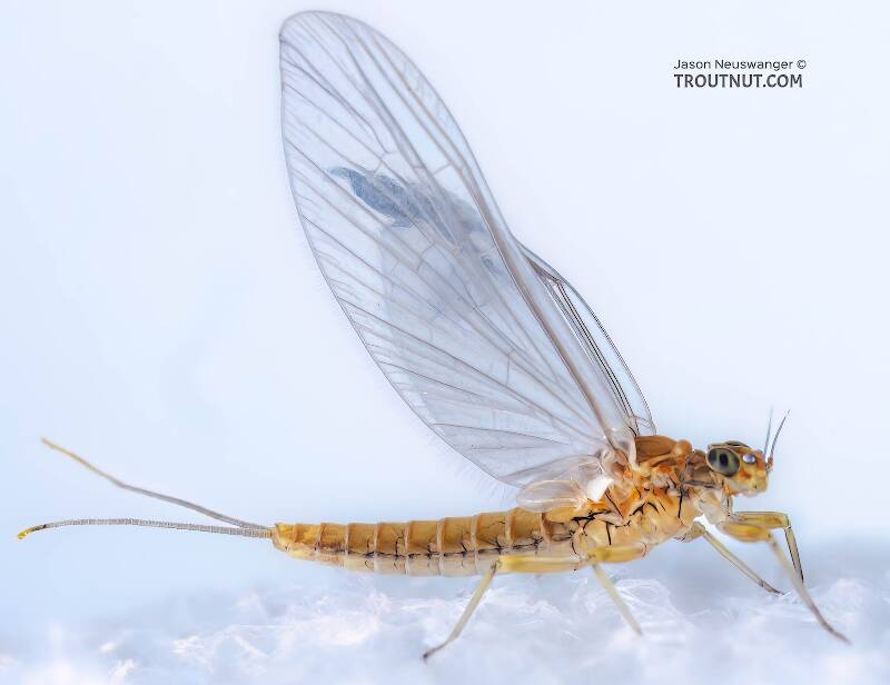 Female Baetis (Blue-Winged Olive) Mayfly Dun Pictures