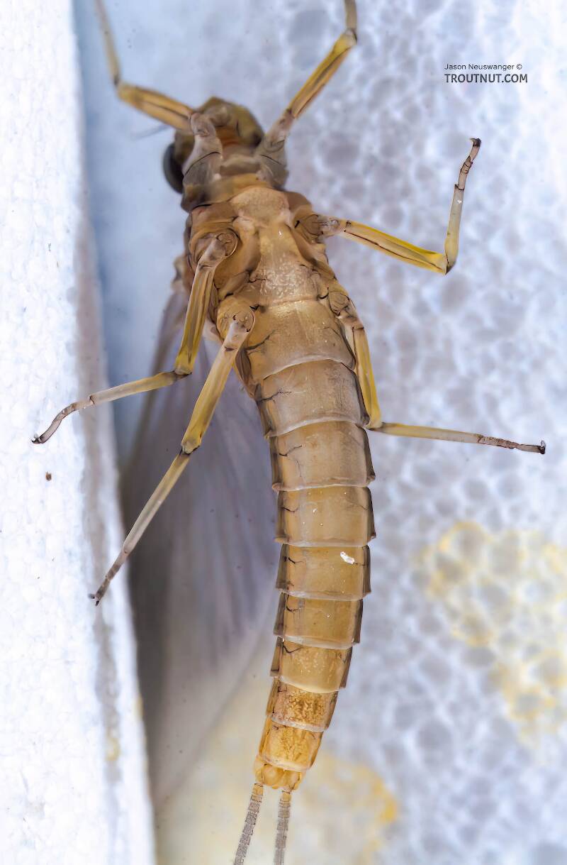 Female Baetis (Blue-Winged Olive) Mayfly Dun Pictures
