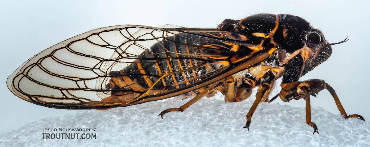 Cicadidae (Cicada) True Bug Adult Pictures