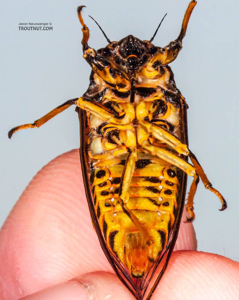 Cicadidae (Cicada) True Bug Adult Pictures