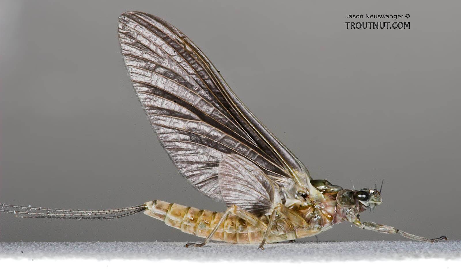 Mayfly Species Ephemerella subvaria (Hendricksons)