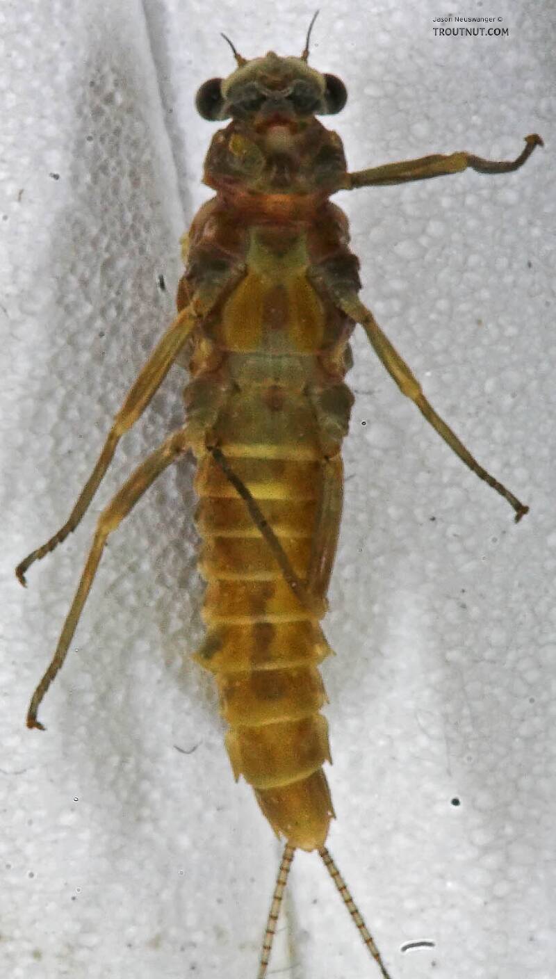 Female Ephemerella subvaria (Hendrickson) Mayfly Dun Pictures