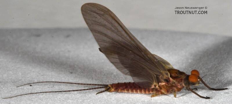 Male Ephemerella subvaria (Hendrickson) Mayfly Dun Pictures