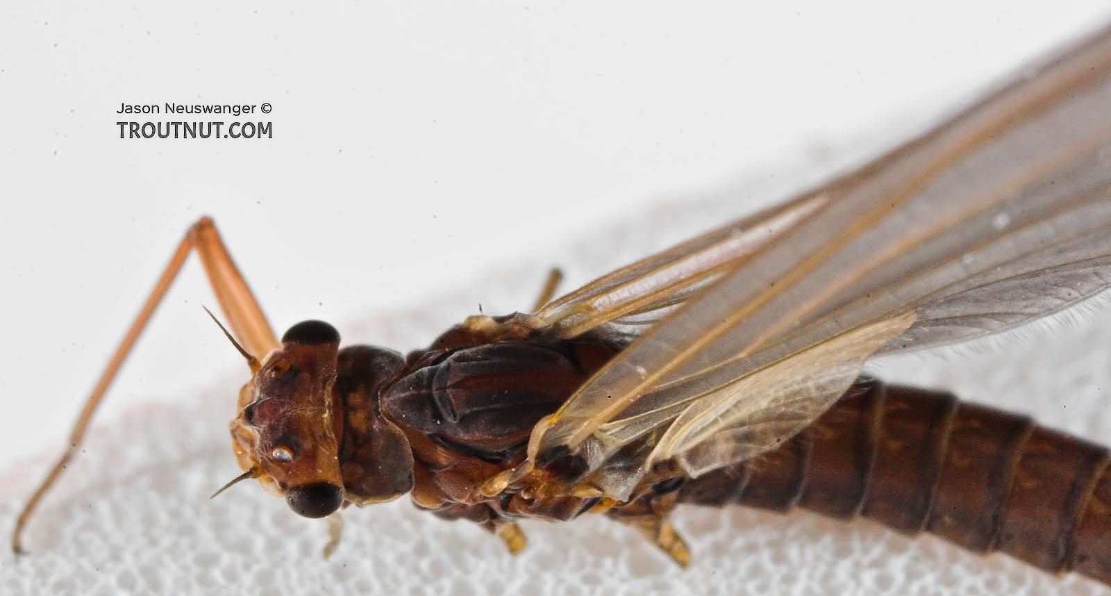 Female Paraleptophlebia (Blue Quills and Mahogany Duns) Mayfly Dun Pictures