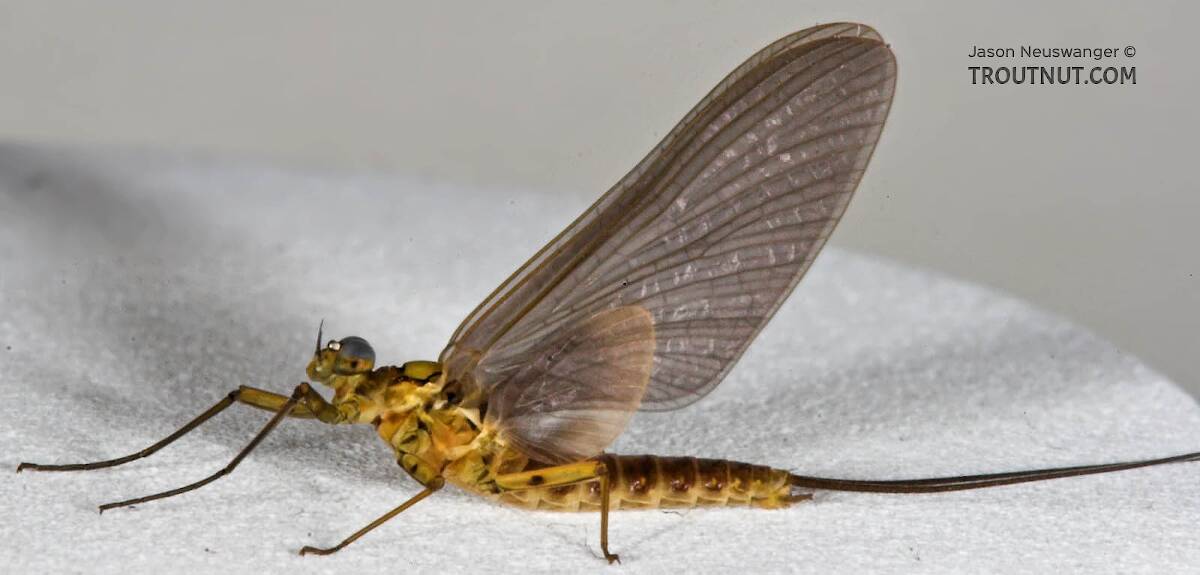 Mayfly Species Epeorus pleuralis (Quill Gordons)