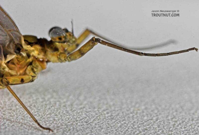 Male Epeorus pleuralis (Quill Gordon) Mayfly Dun Pictures