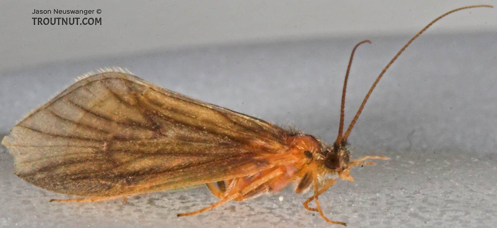 Caddisfly Genus Brachycentrus (Grannoms)