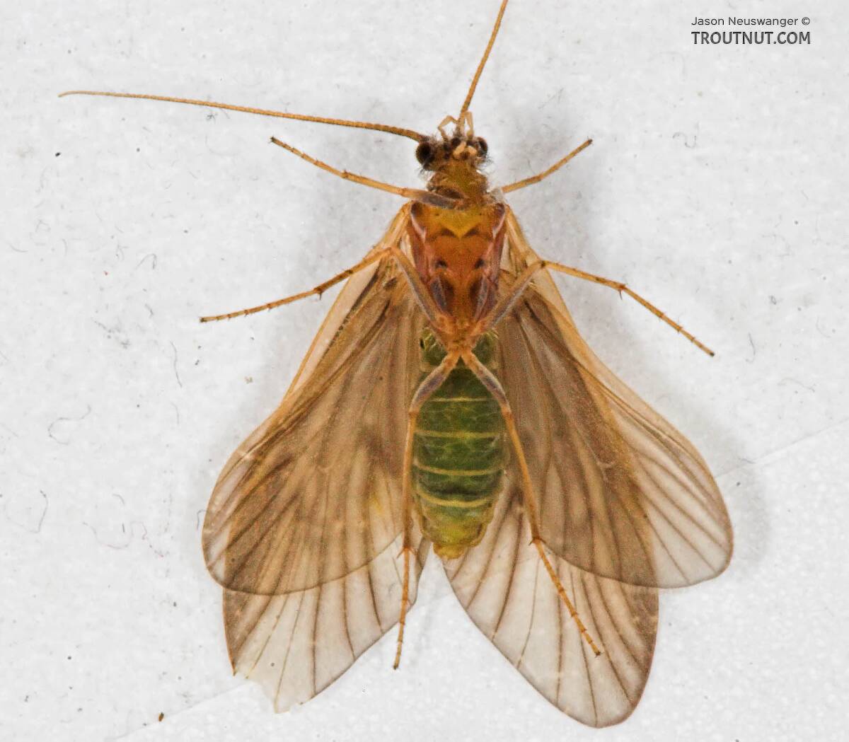 Brachycentrus appalachia (Apple Caddis) Caddisfly Adult Pictures