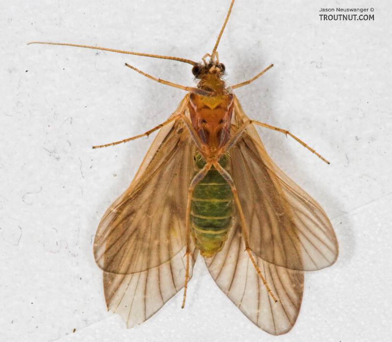 Brachycentrus appalachia (Apple Caddis) Caddisfly Adult Pictures