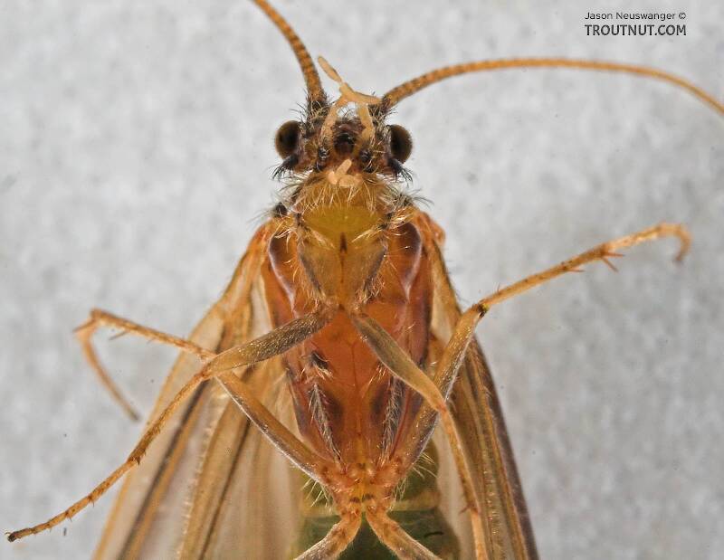 Brachycentrus appalachia (Apple Caddis) Caddisfly Adult Pictures