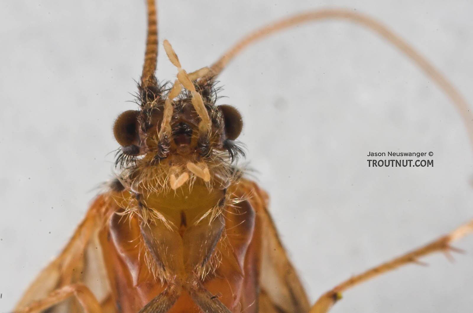 Brachycentrus appalachia (Apple Caddis) Caddisfly Adult Pictures