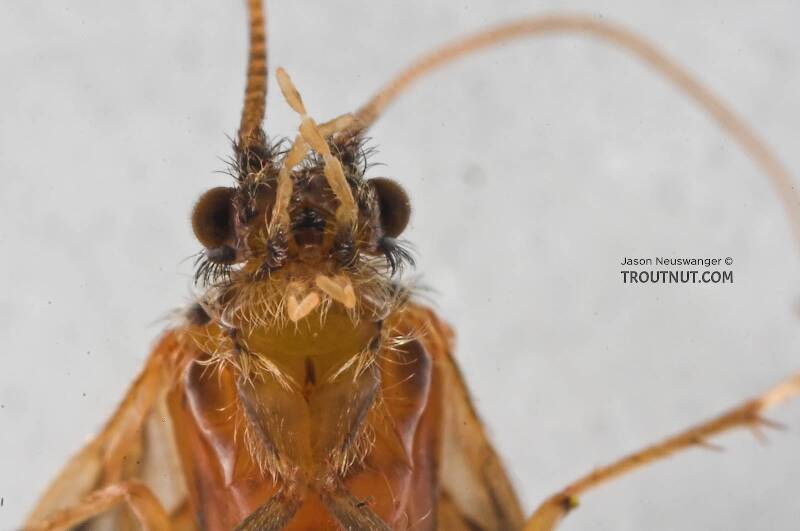 Brachycentrus appalachia (Apple Caddis) Caddisfly Adult Pictures