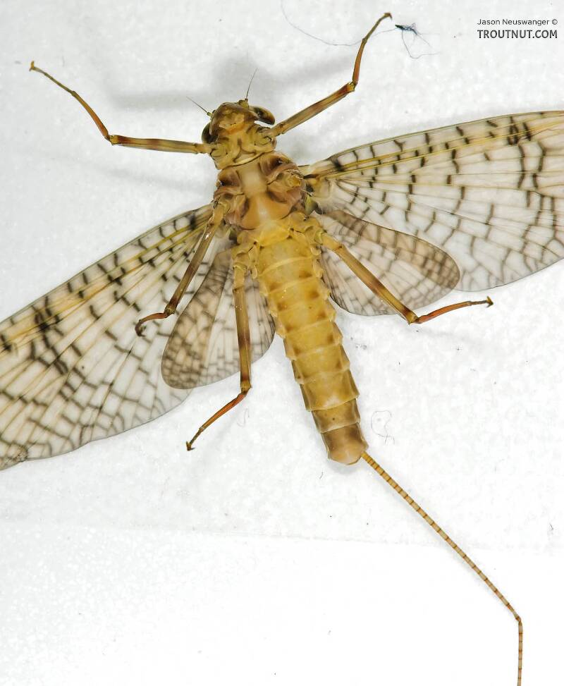 Female Stenonema (March Browns and Cahills) Mayfly Dun Pictures