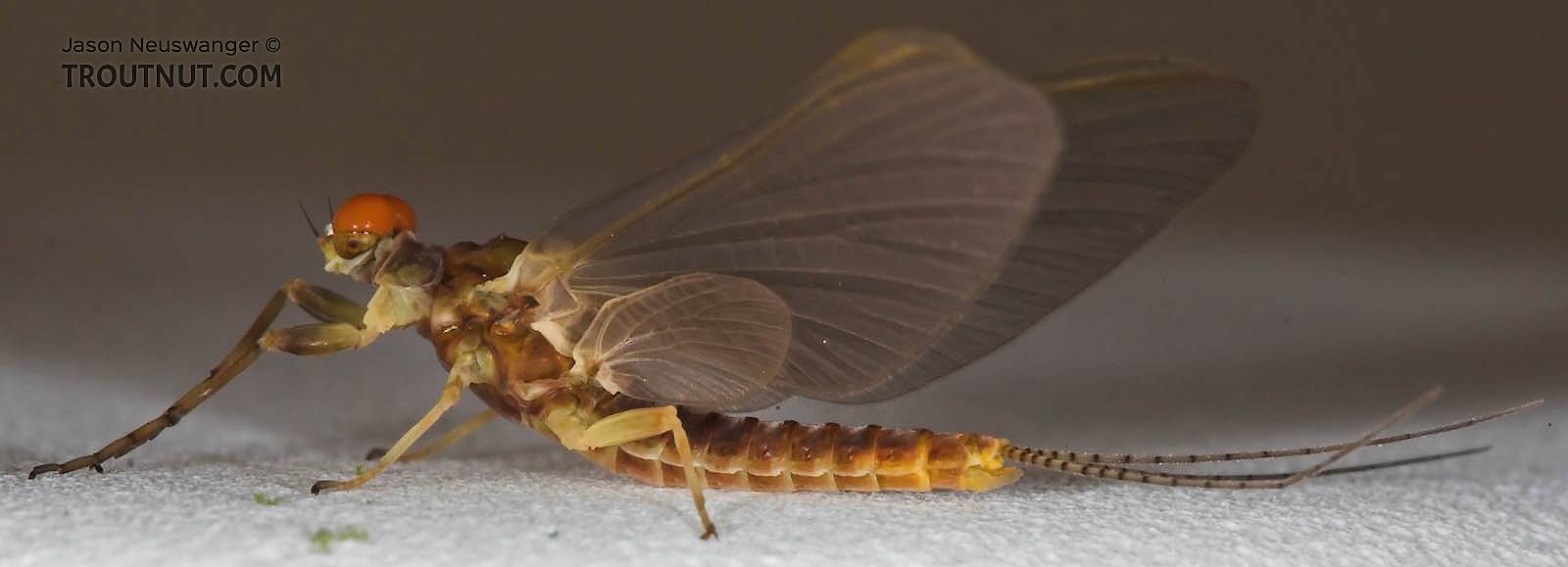 Male Ephemerella invaria (Sulphur) Mayfly Dun Pictures