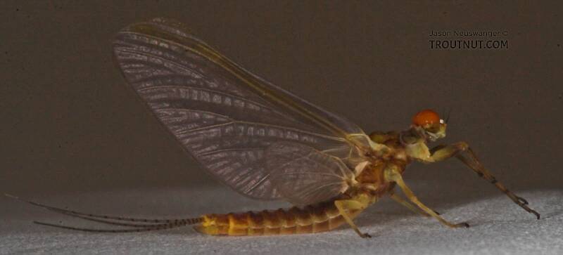Male Ephemerella invaria (Sulphur) Mayfly Dun Pictures