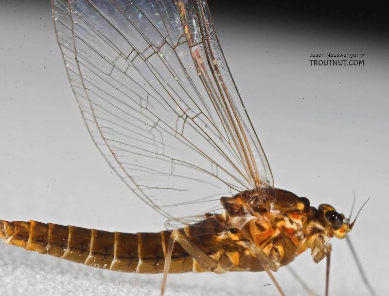 Female Baetidae (Blue-Winged Olive) Mayfly Spinner Pictures