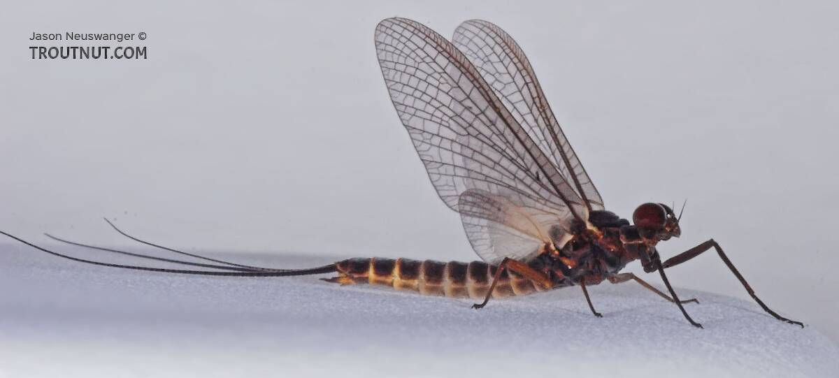 Mayfly Family Leptophlebiidae (Blue Quills and Mahogany Duns)