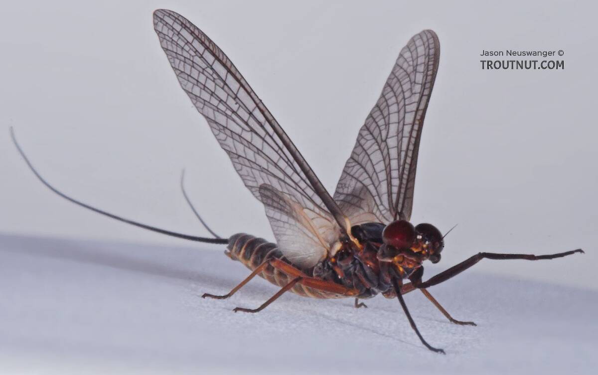 Male Leptophlebia cupida (Black Quill) Mayfly Dun Pictures