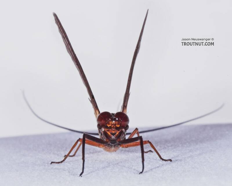 Male Leptophlebia cupida (Black Quill) Mayfly Dun Pictures