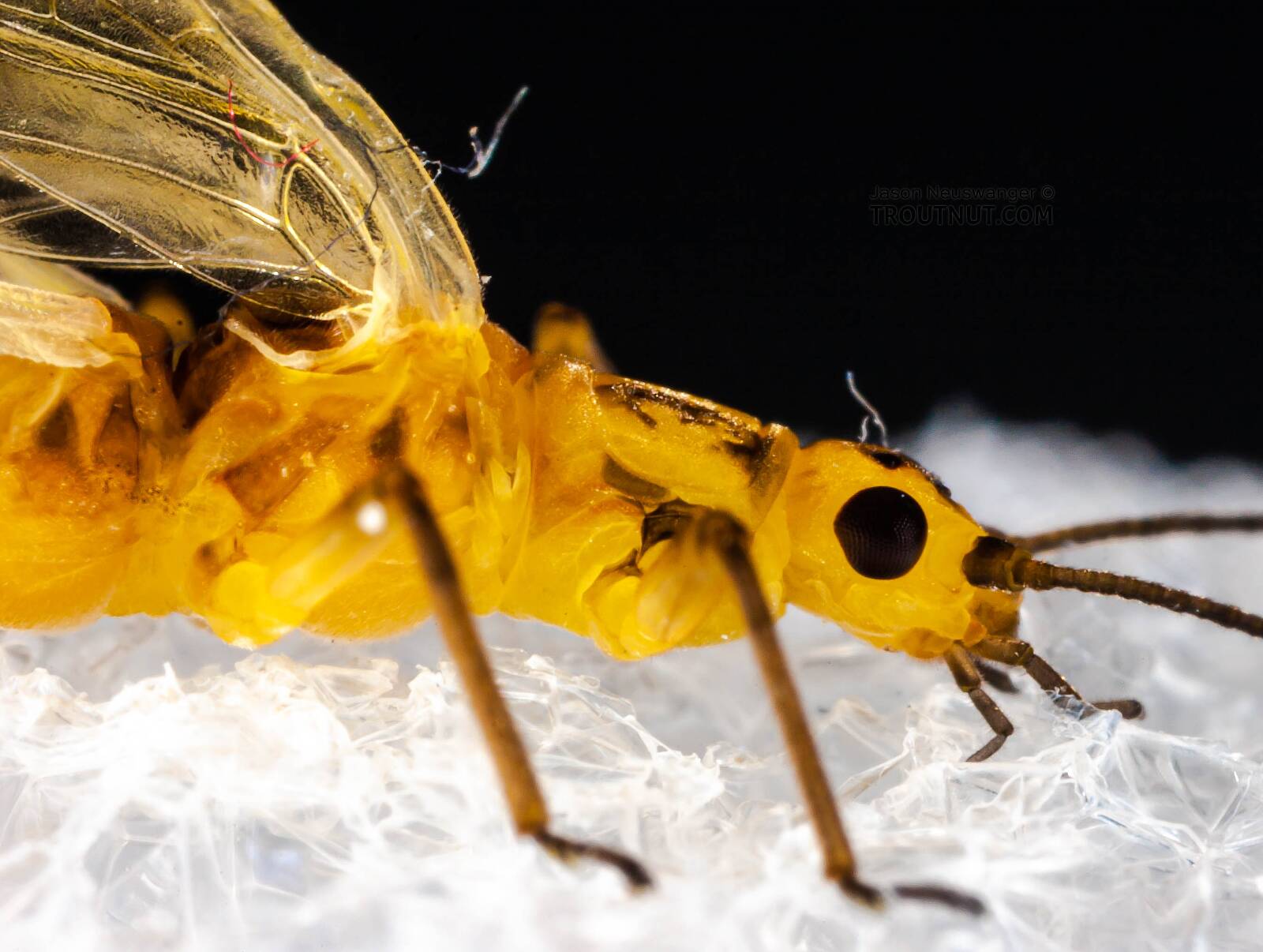 Female Isoperla kirchneri (Yellow Sally) Stonefly Adult Pictures
