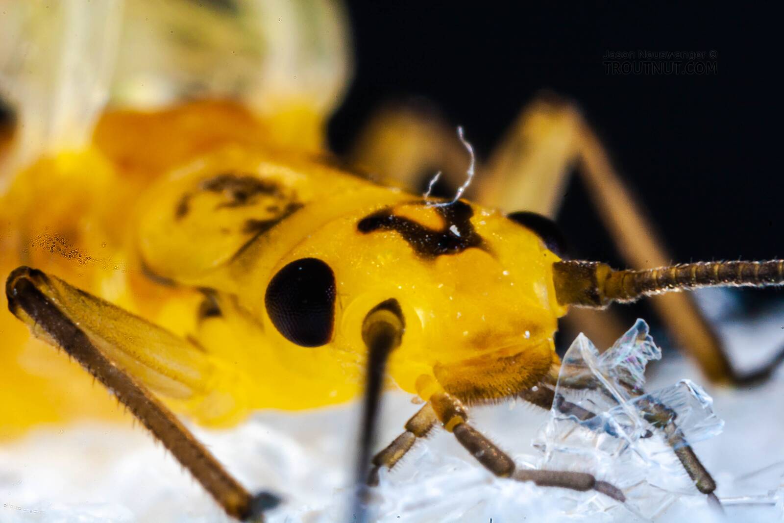 Female Isoperla kirchneri (Yellow Sally) Stonefly Adult Pictures