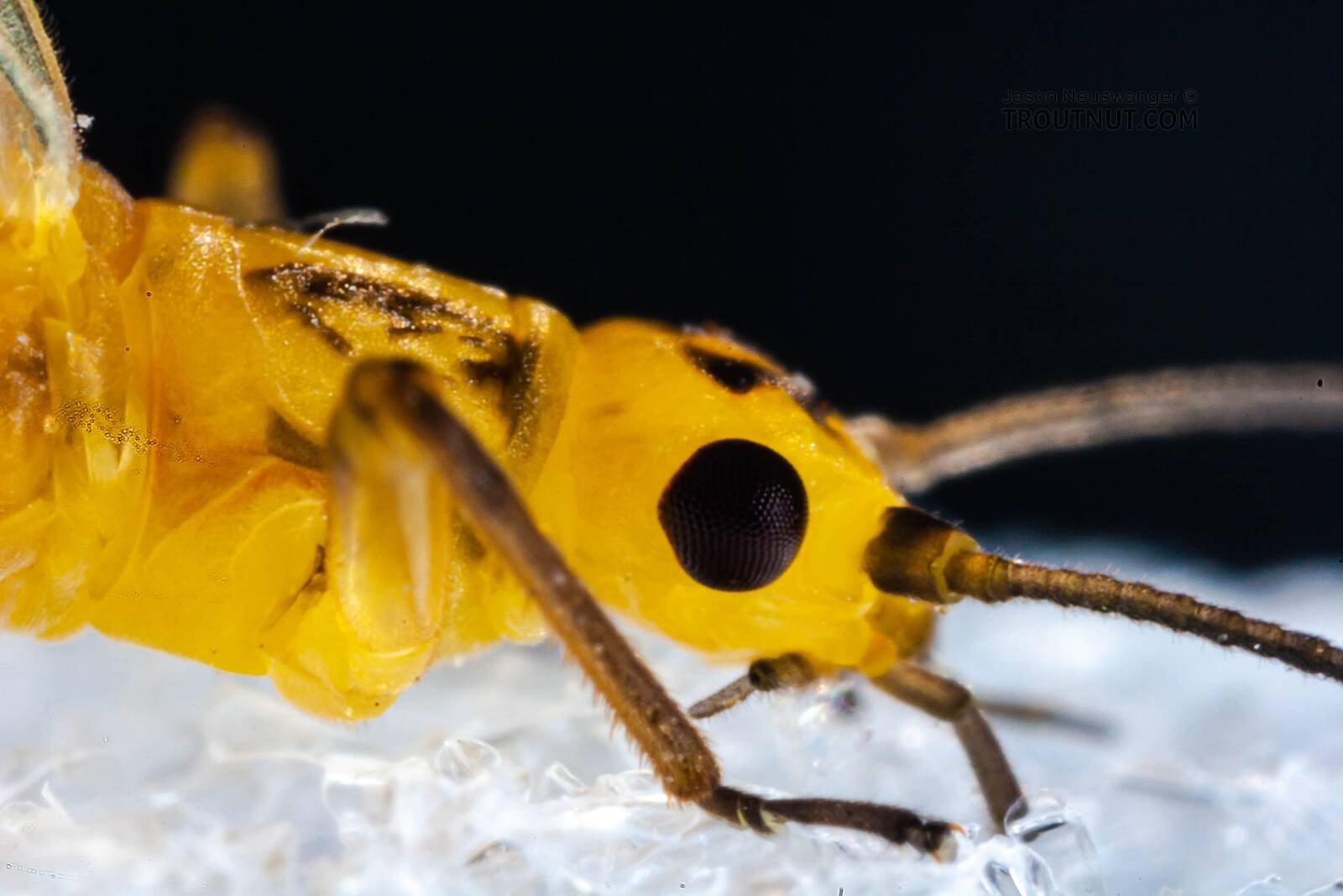 Female Isoperla kirchneri (Yellow Sally) Stonefly Adult Pictures
