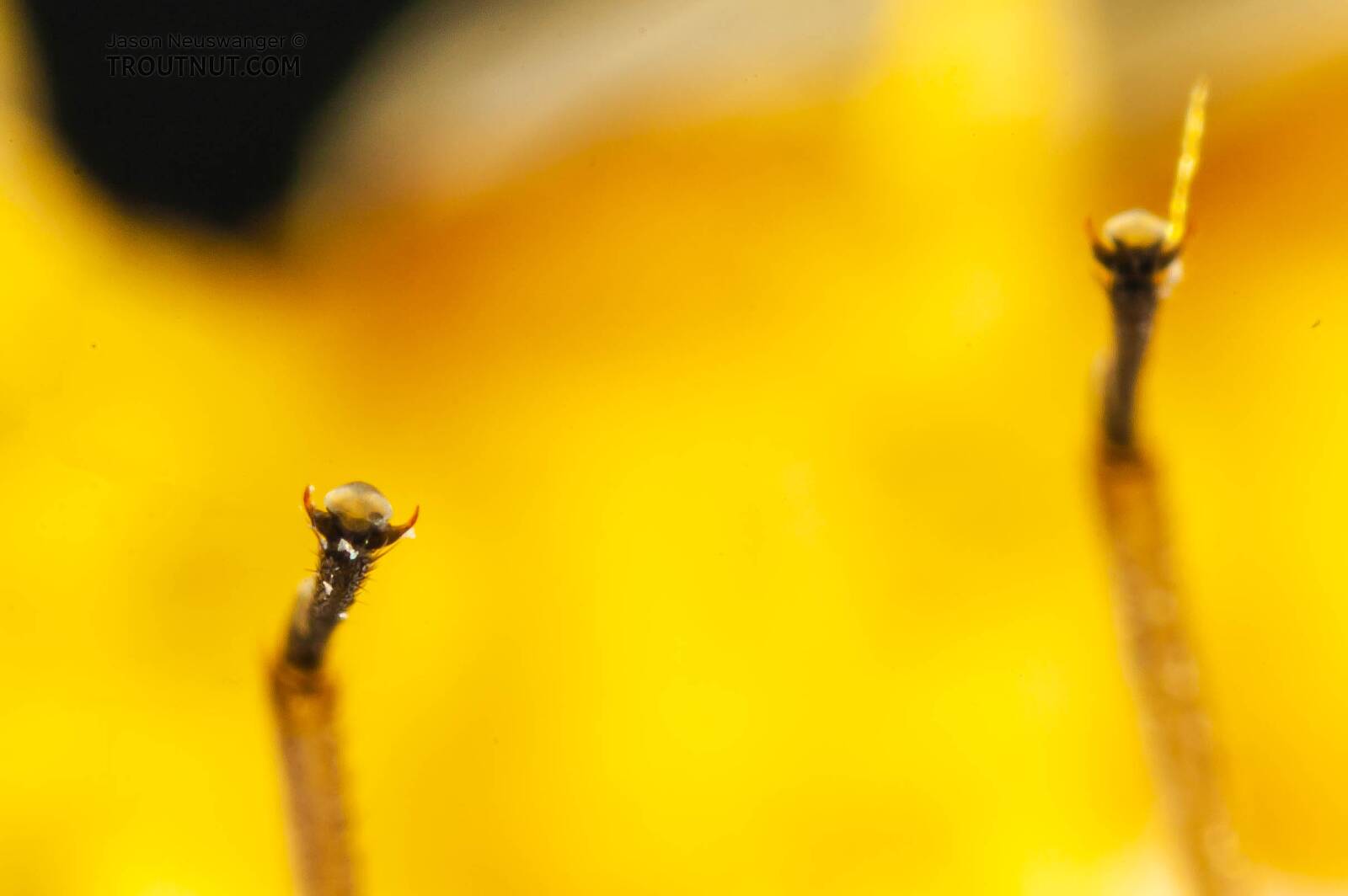 Female Isoperla kirchneri (Yellow Sally) Stonefly Adult Pictures