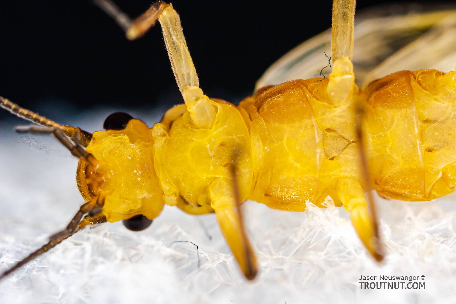 Female Isoperla kirchneri (Yellow Sally) Stonefly Adult Pictures